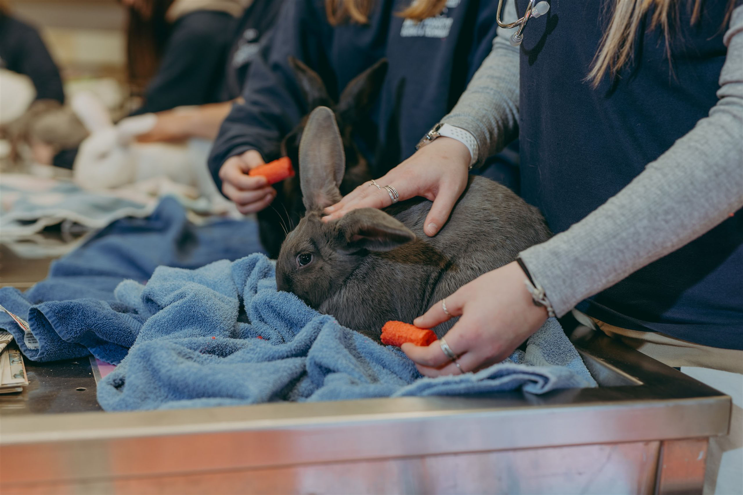 Animal Production Science & Tech - High School - Lancaster County ...