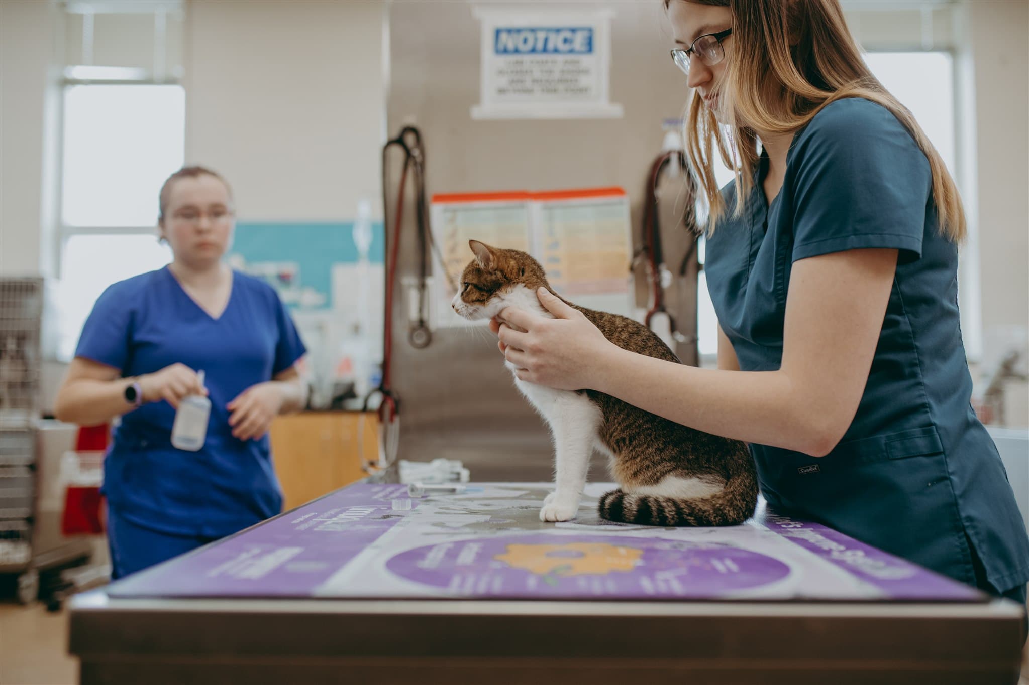 Vet Tech Associate Degree (AST) - Lancaster County Career & Technology ...