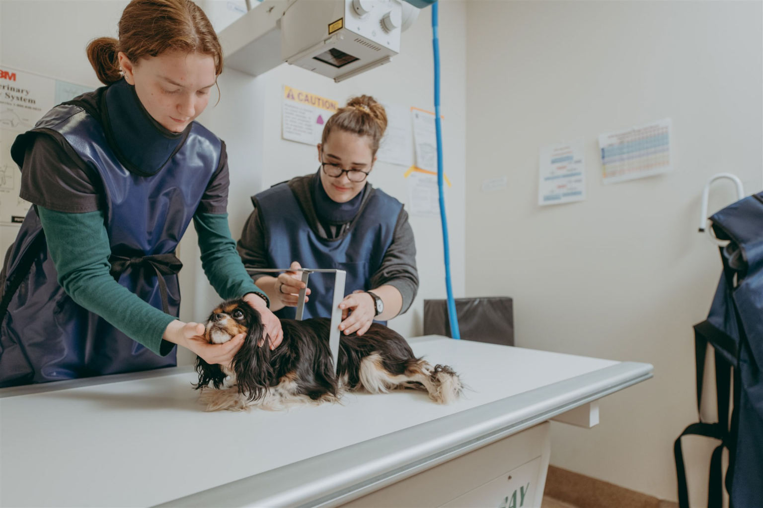 Veterinary Assistant - High School Program - Lancaster County Career ...