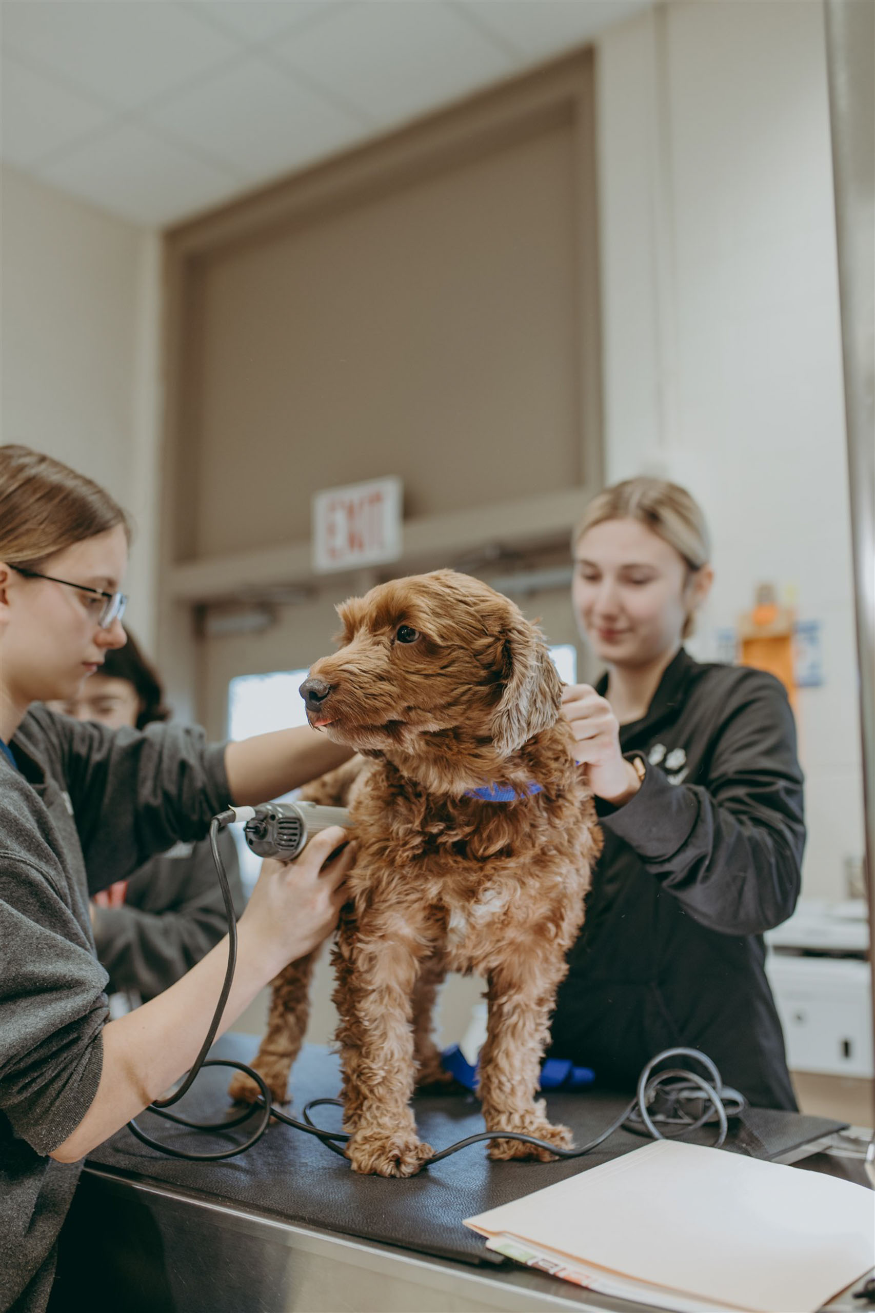 Veterinary Assistant - High School Program - Lancaster County Career ...